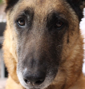 Inversion Layer Modes Ahuka Communications